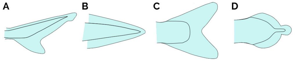 Tipos de aleta caudal | BIOINNOVA
