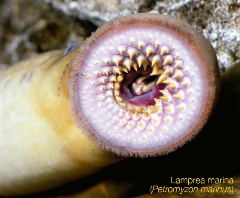 La dentición en peces – BIOINNOVA