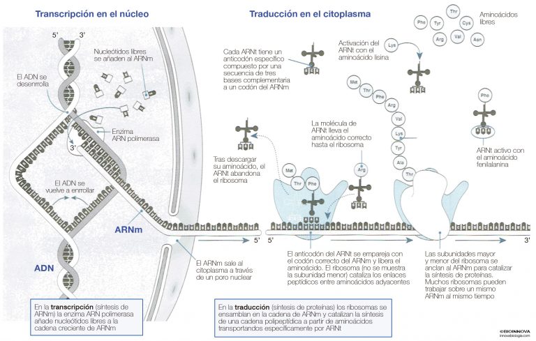 De genes a proteínas | BIOINNOVA