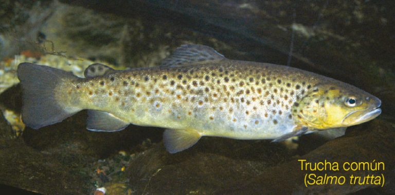 Trucha común | BIOINNOVA
