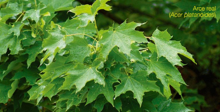 Arce real | BIOINNOVA
