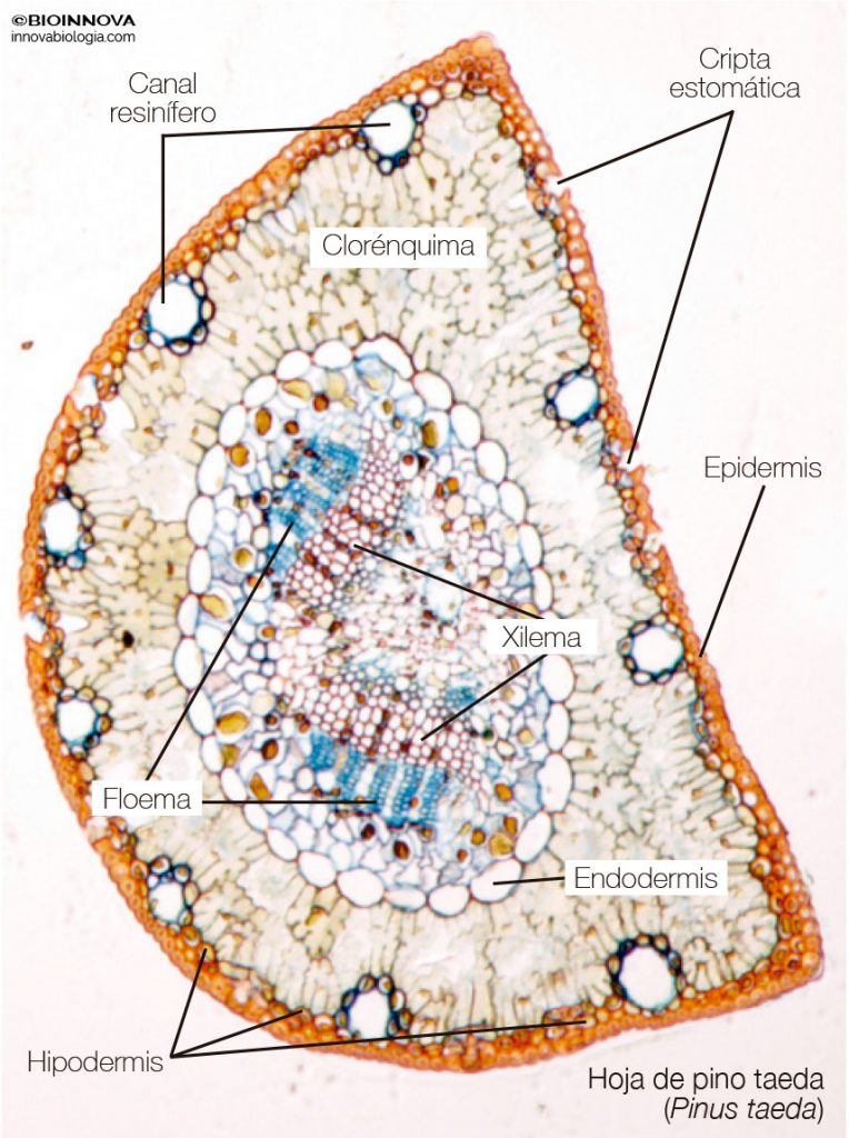 La hoja – BIOINNOVA