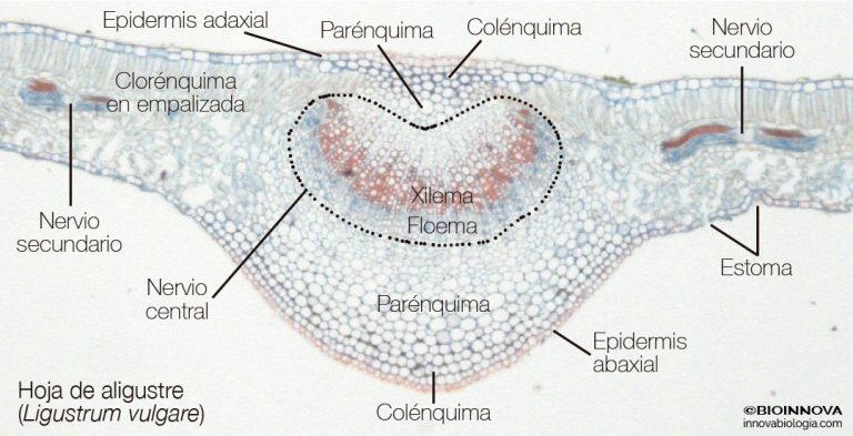 La hoja – BIOINNOVA