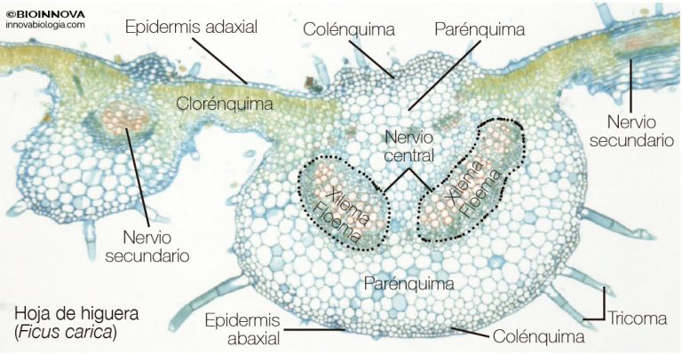 La hoja – BIOINNOVA
