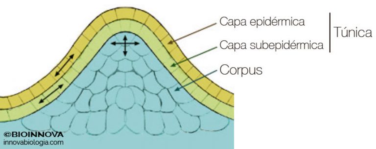 Los meristemos | BIOINNOVA