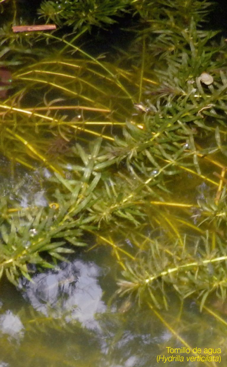 Los meristemos | BIOINNOVA