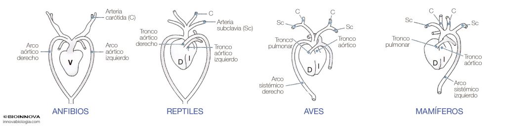 Anatomía comparada del corazón y los sistemas circulatorios – BIOINNOVA