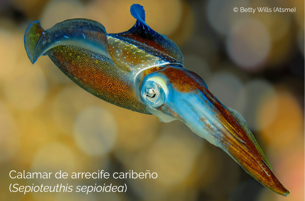 Anatomía de un invertebrado: Calamar | BIOINNOVA