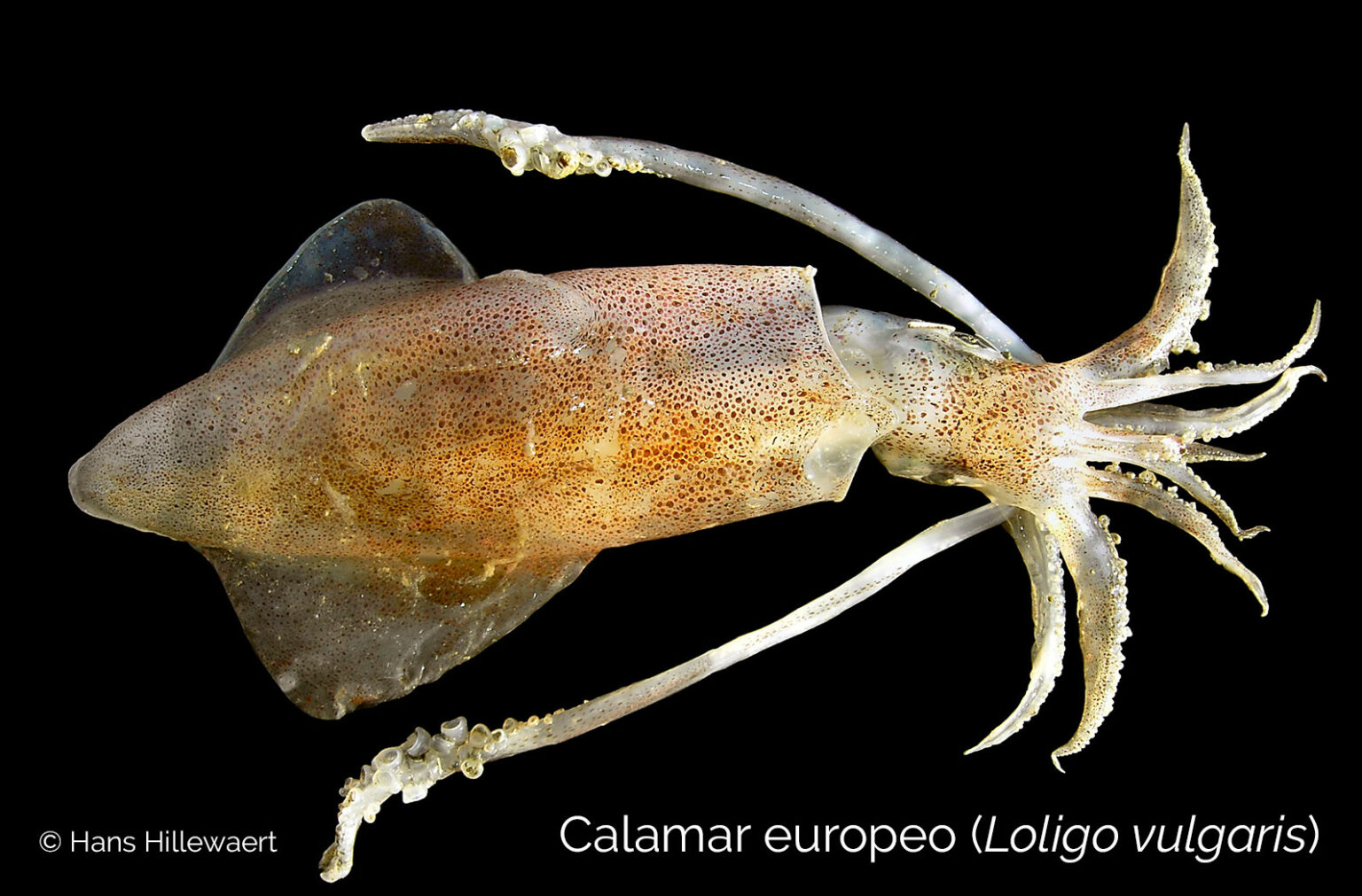Anatomía de un invertebrado: Calamar | BIOINNOVA