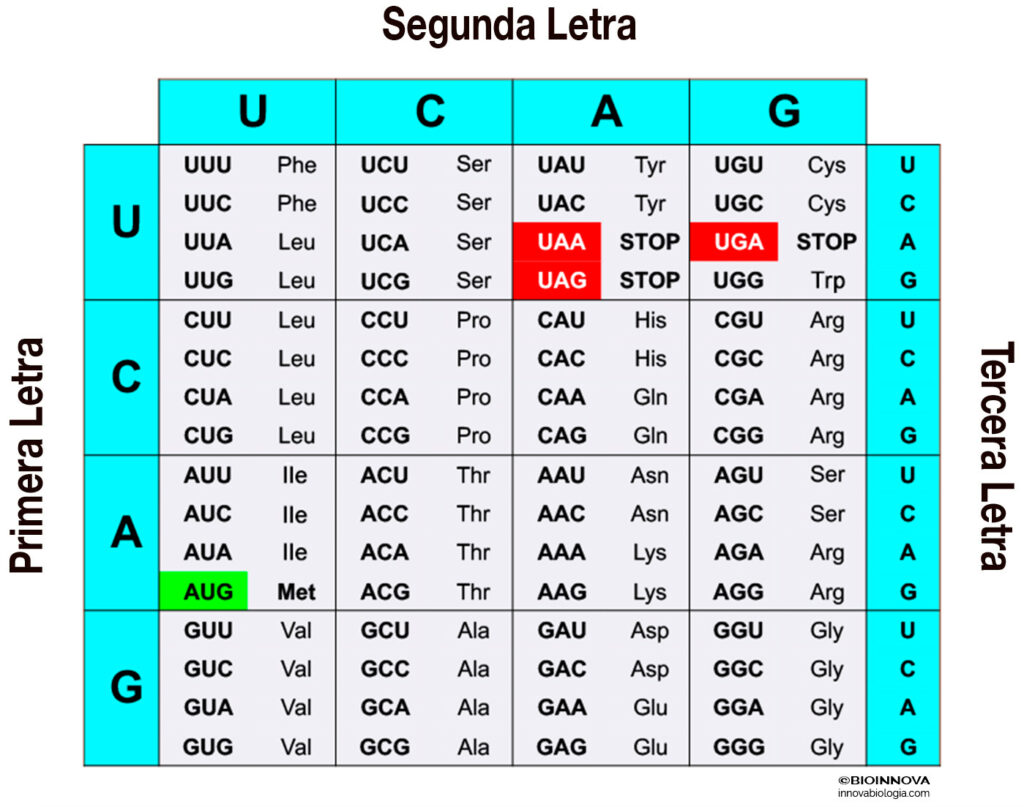 codigo-genetico | BIOINNOVA